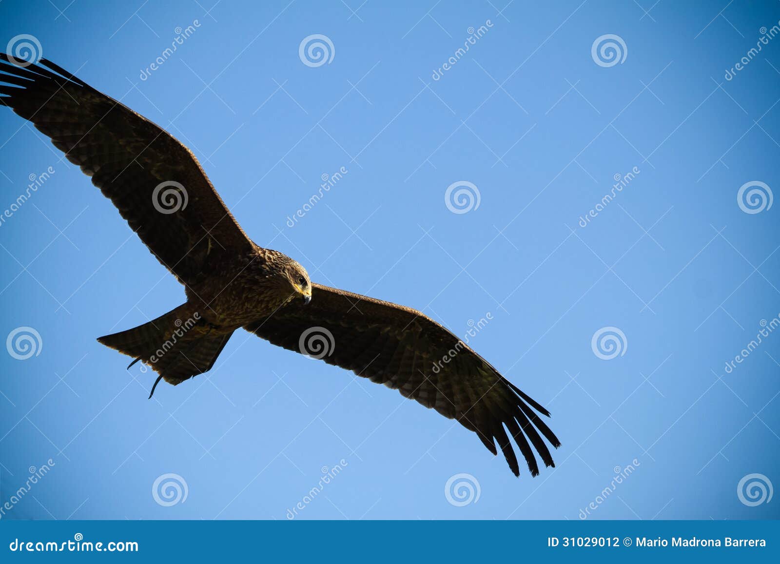 From above stock photo. Image of beak, colorful, plumage - 31029012