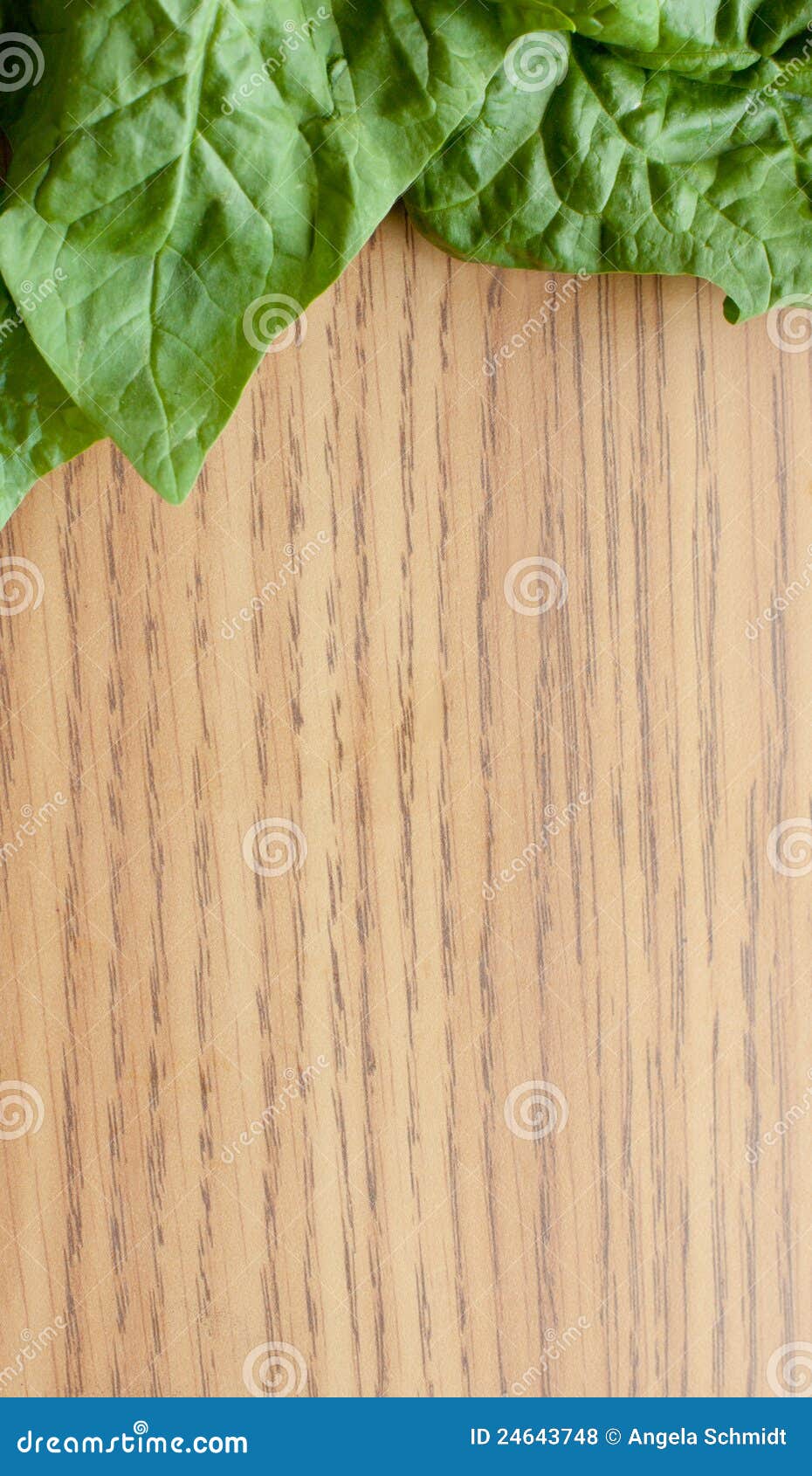Above Spinach Border stock photo. Image of backgrounds - 24643748