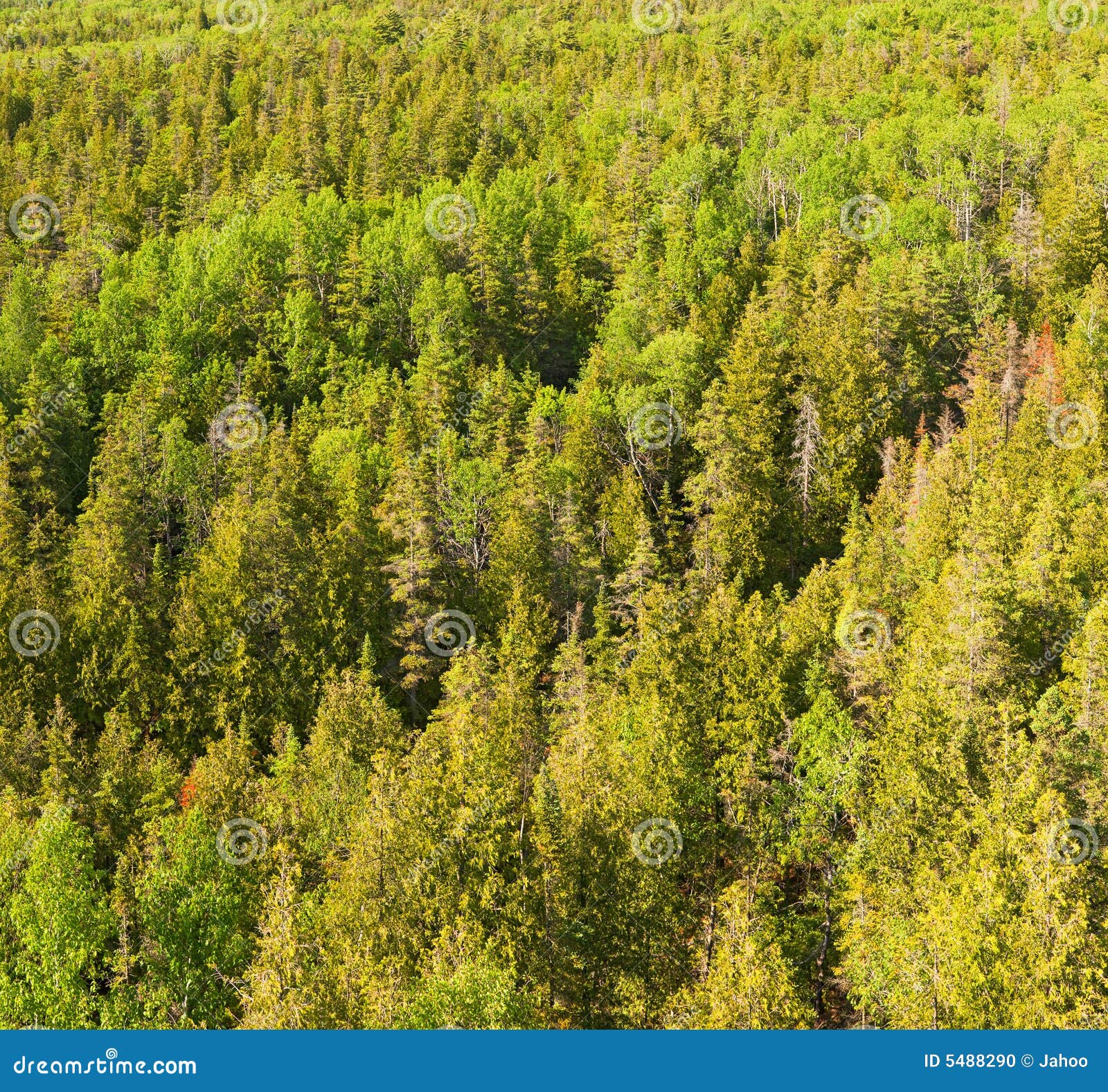 Above tree tops stock photo. Image of woodland, summer - 5488290