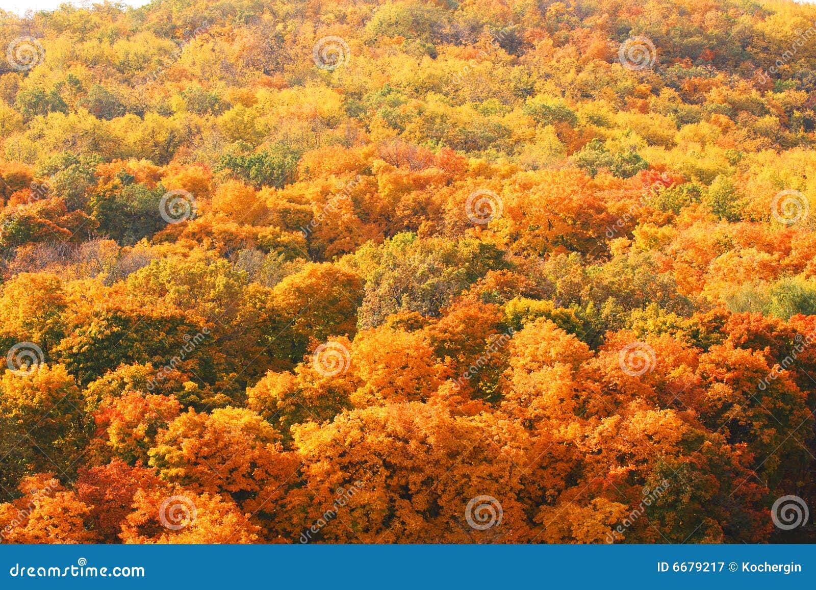 Above the trees stock image. Image of background, outside - 6679217