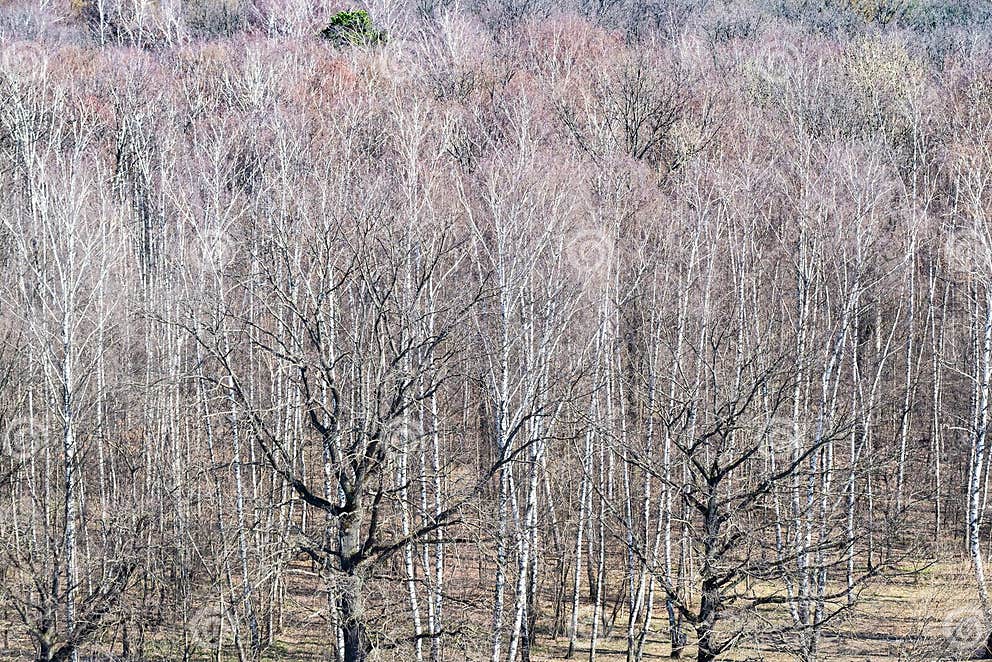 Above View of Bare Oak Trees at Clearing in Forest Stock Image - Image ...