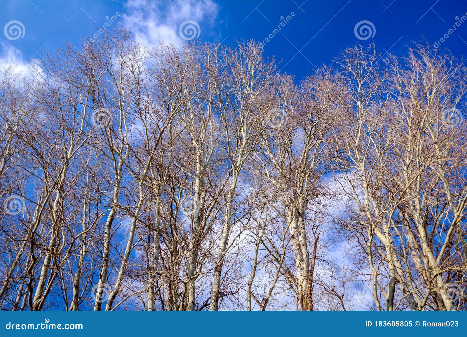 Above View at the Bare Tree Canopies and Blue Sky Stock Image - Image ...