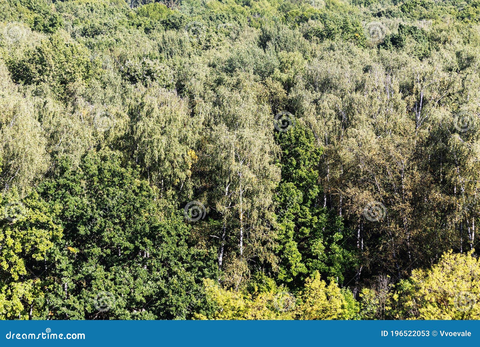 Above View of Green Dense Forest on Sunny Day Stock Image - Image of ...