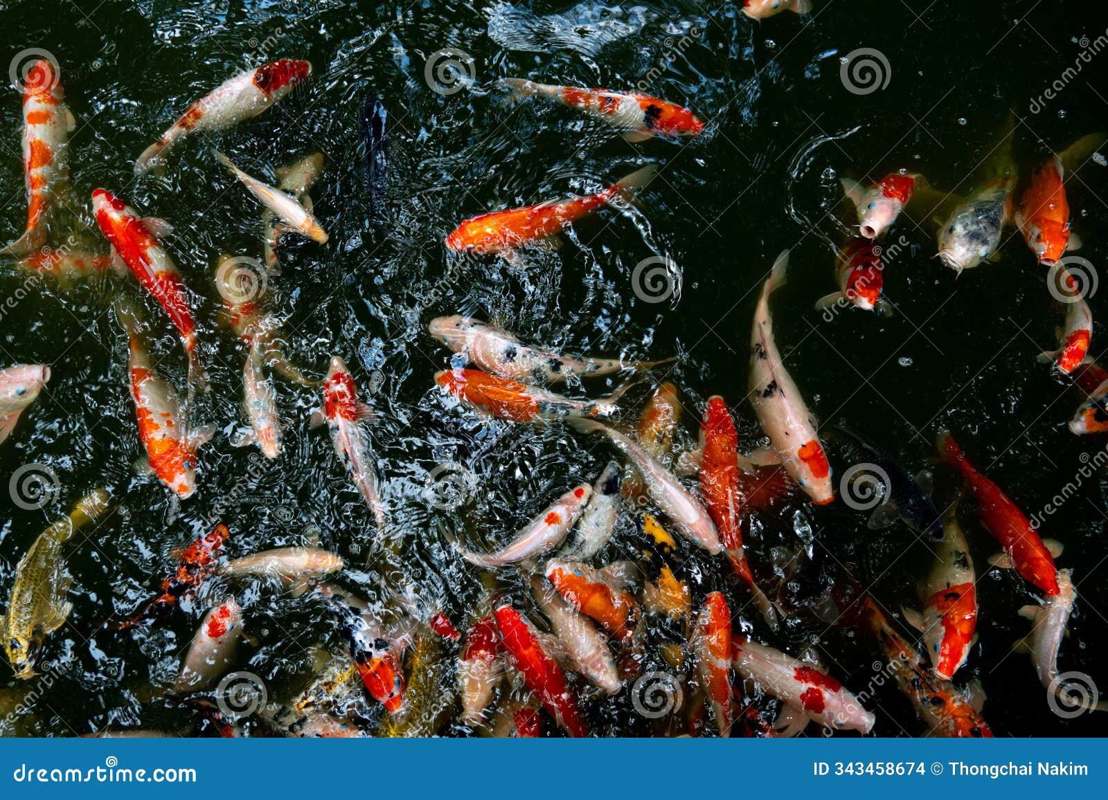 Above View of Koi Fish Swim on the Surface of the Water in Large ...