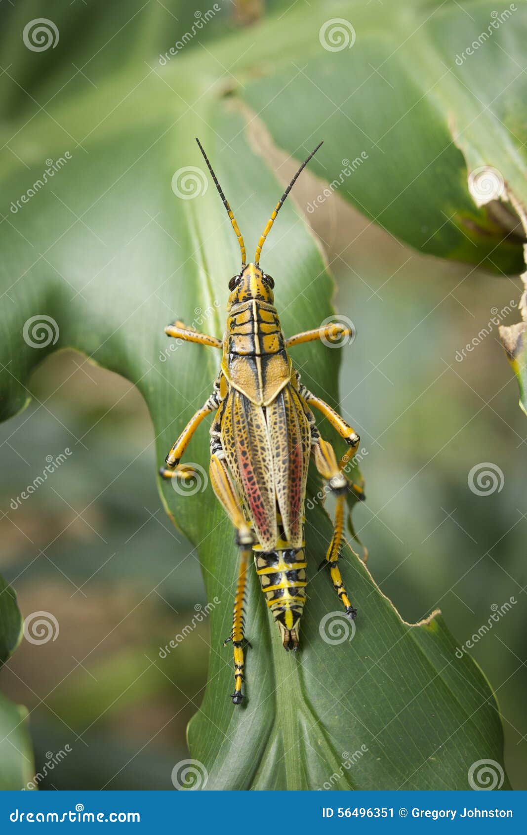 Above view of locust. stock image. Image of head, arthropod - 56496351