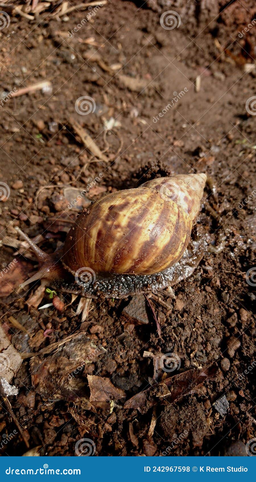 Above View of a Snail Walking Slowly on the Dirty Ground Stock Photo ...