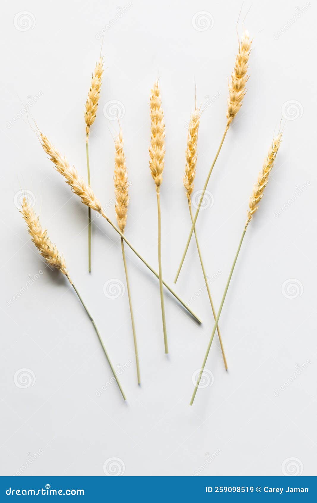 Above View of Strands of Wheat Against a White Background. Stock Image ...