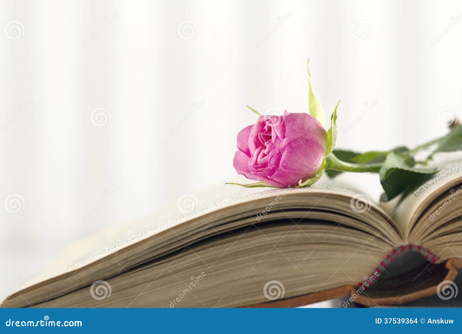 Abra El Libro Con La Sola Rosa Del Rosa Foto de archivo - Imagen de ...