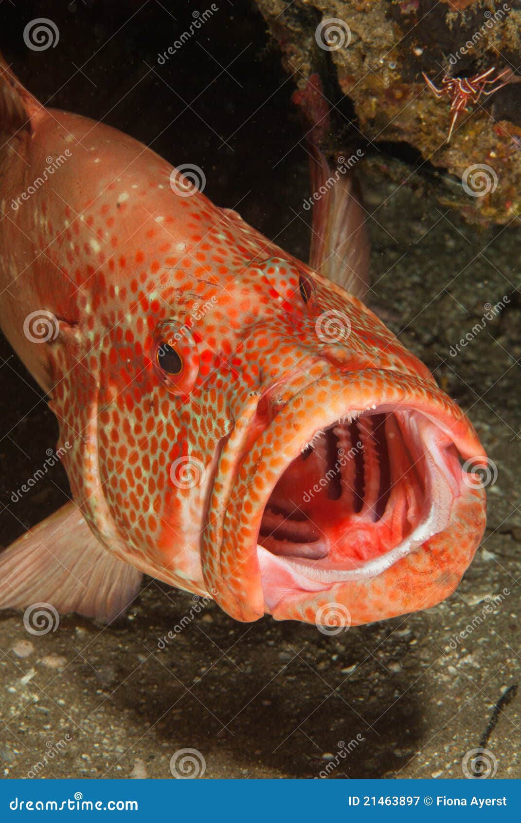 Abra el rockcod de la boca imagen de archivo. Imagen de pescados - 21463897