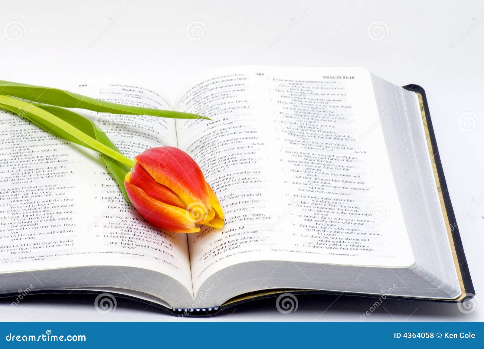 Abra la biblia y la flor foto de archivo. Imagen de primavera - 4364058