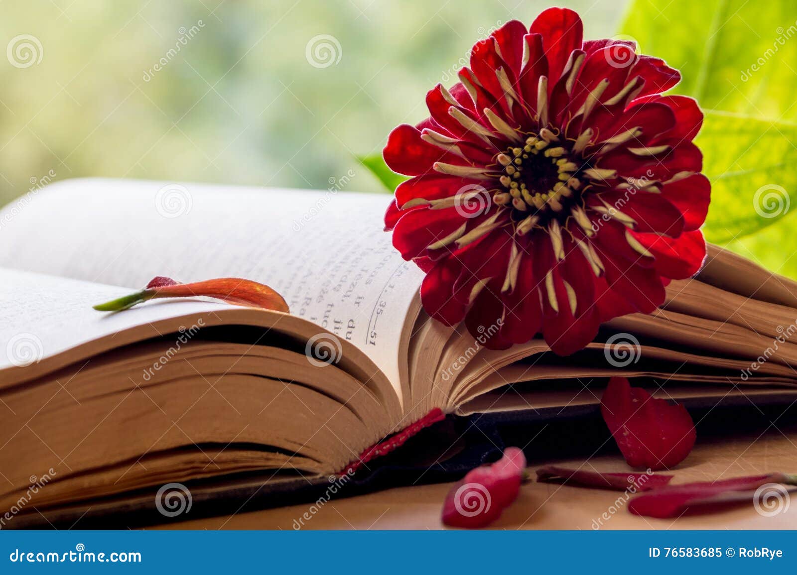 Abra la biblia y la flor imagen de archivo. Imagen de abierto - 76583685