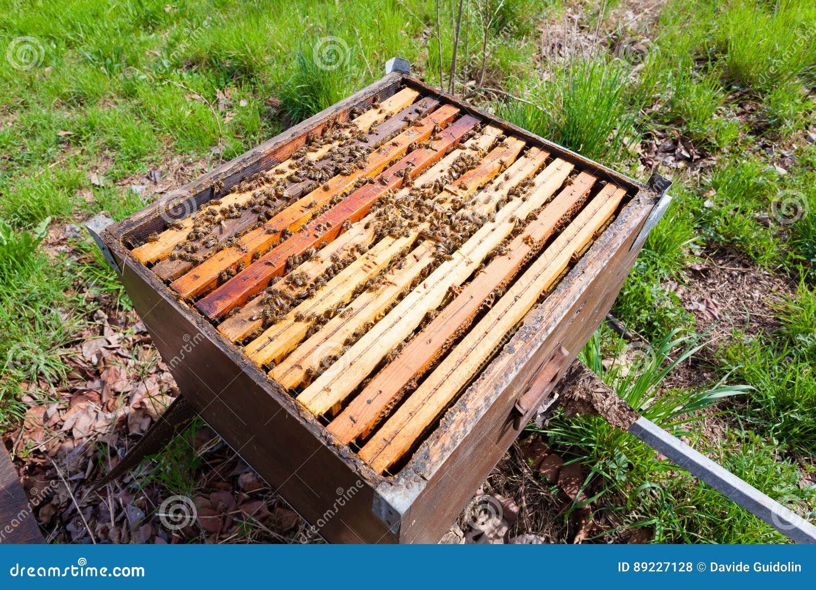 Abra La Colmena, Apicultura Foto de archivo - Imagen de laborioso ...