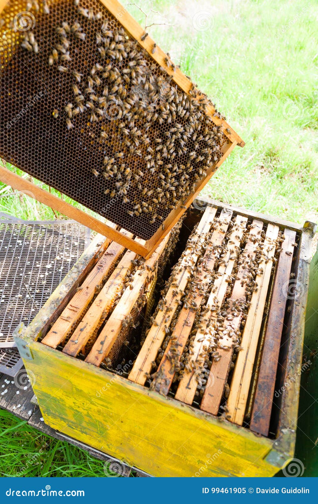 Abra La Colmena, Apicultura Imagen de archivo - Imagen de ordenado ...