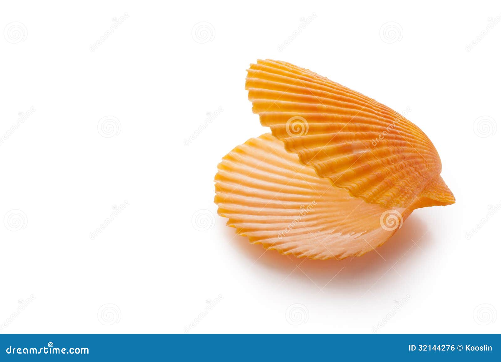 Abra O Shell De Vieira Vazio Foto de Stock - Imagem de branco, elegante ...