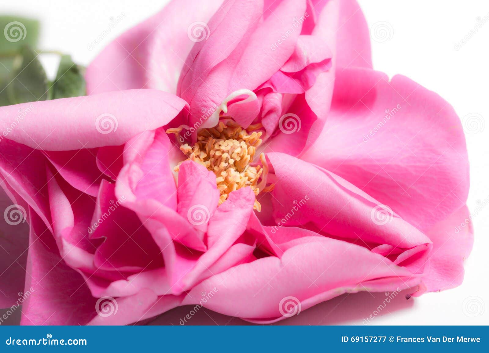 Abra a Rose rosada imagen de archivo. Imagen de tarjeta - 69157277