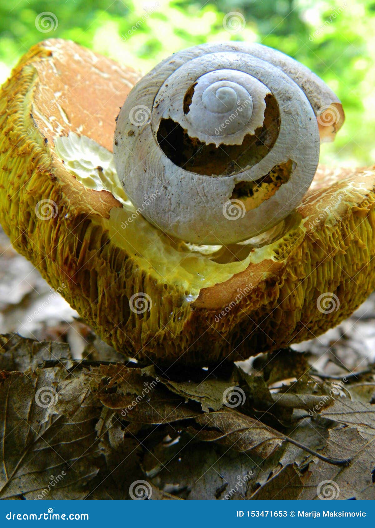 Abrade Forest Mushroom (Xerocomellus Chrysenteron) with Destroyed Snail ...