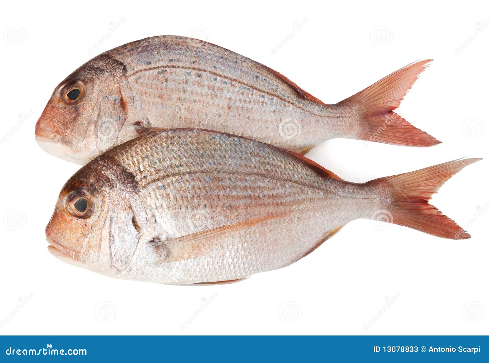 Abramide dei due pagellus immagine stock. Immagine di cuoco - 13078833