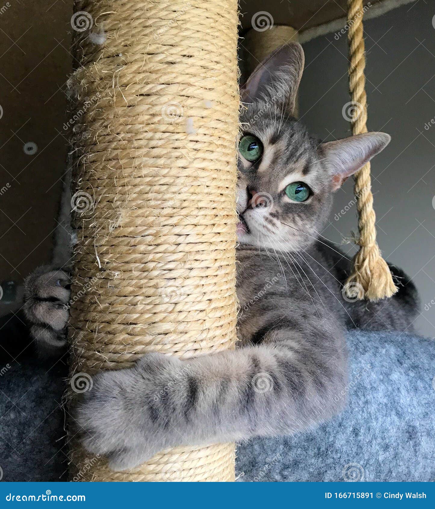 Abrazo de gato tabby imagen de archivo. Imagen de gato - 166715891