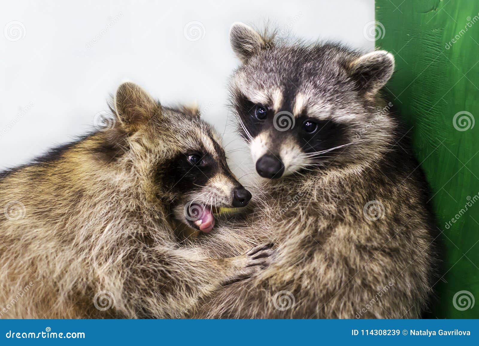 Abrazo De Los Mapaches, Animales Del Amor Imagen de archivo editorial ...