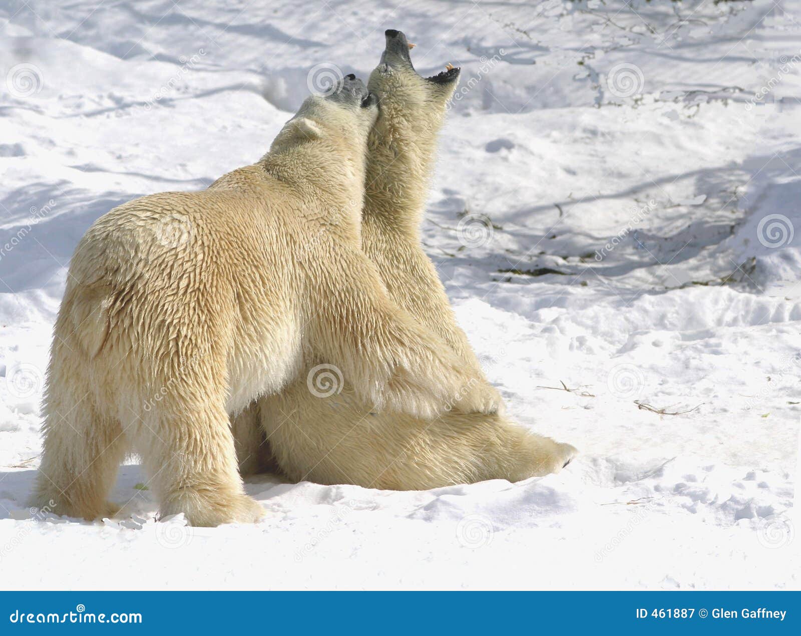 Abrazo de oso imagen de archivo. Imagen de fauna, osos - 461887
