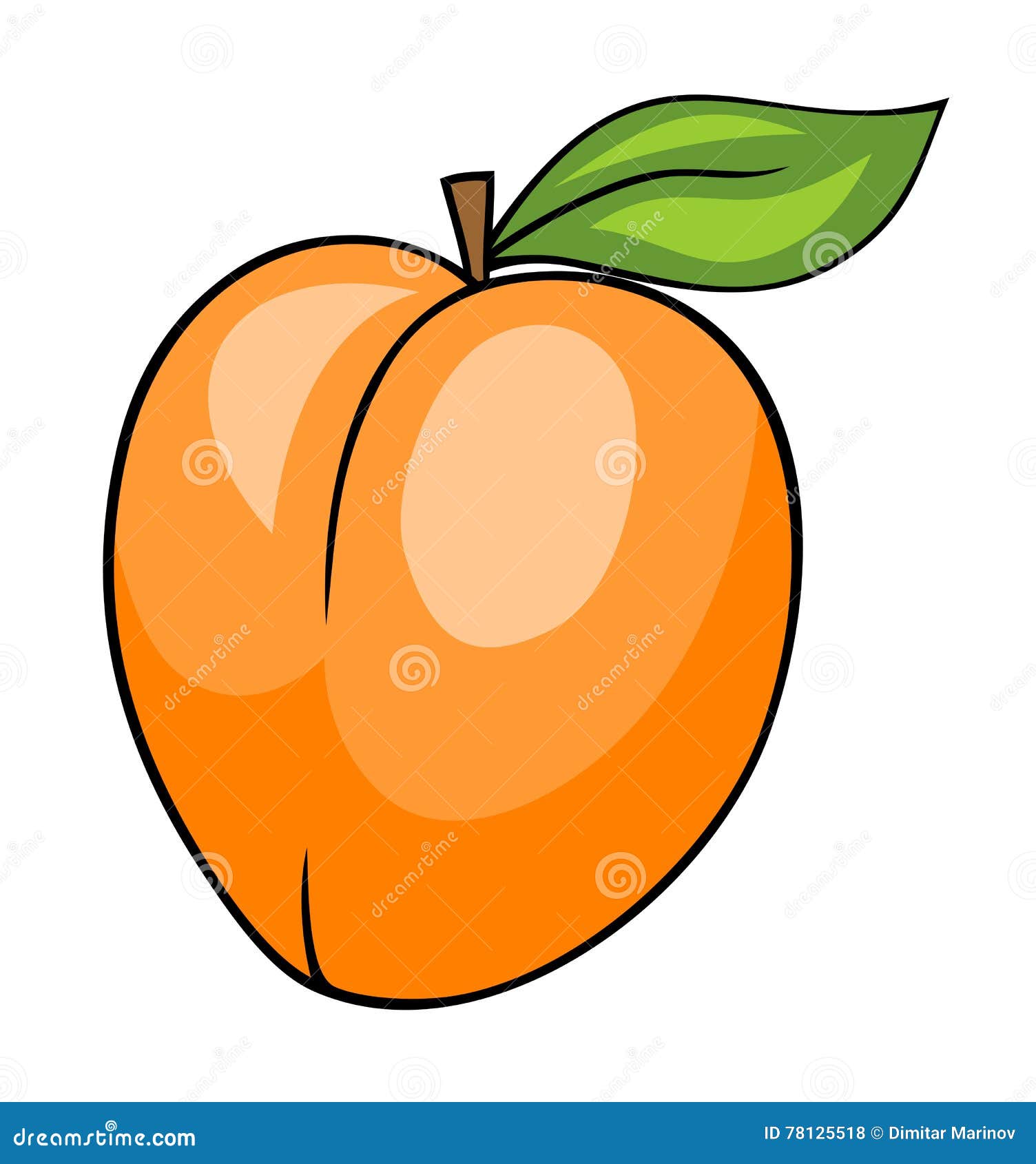 Abricot illustration de vecteur. Illustration du dessin - 78125518