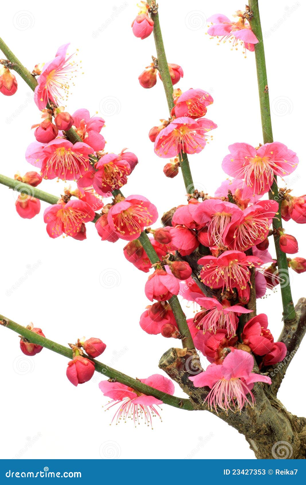 Abricot Japonais Avec Les Fleurs Rouges Image stock - Image du japon ...