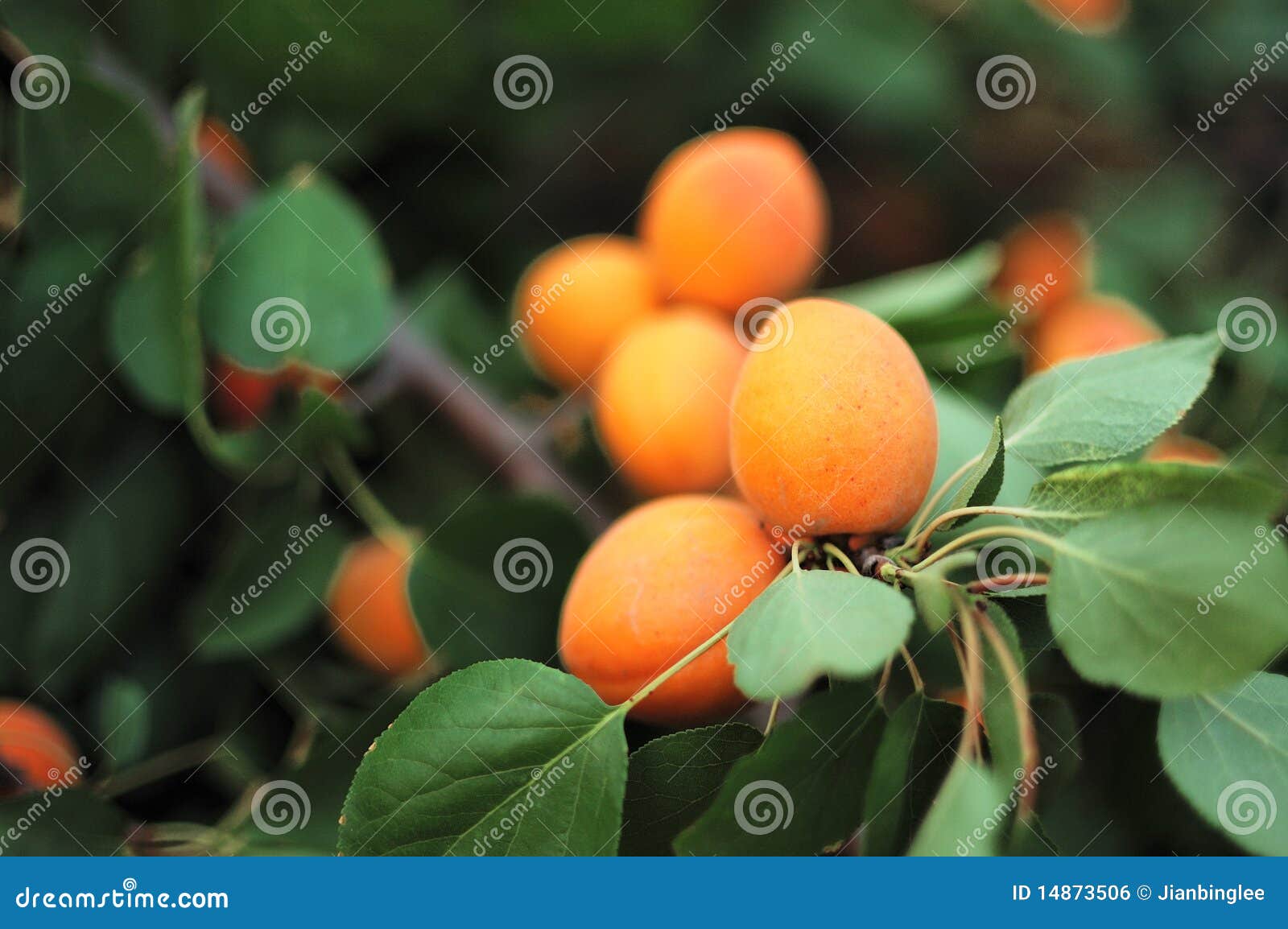 Abrikoos stock foto. Image of groen, installatie, boom - 14873506