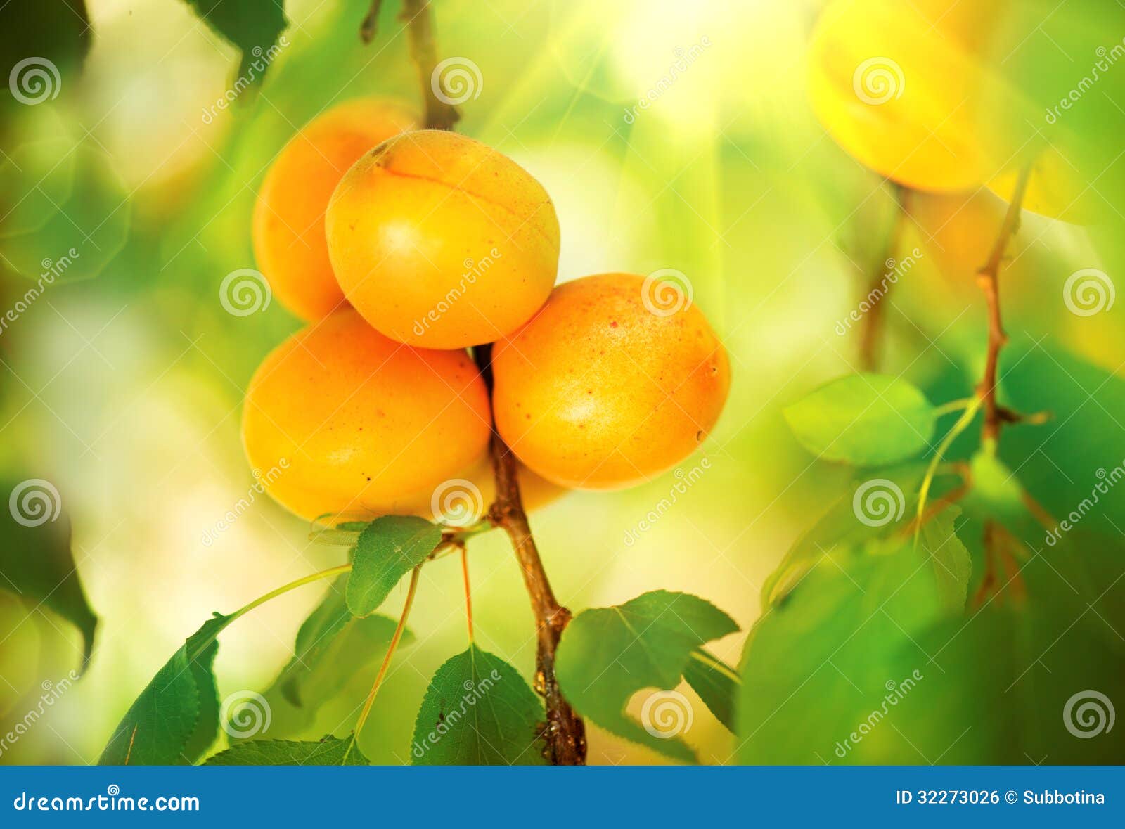 Abrikoos het Groeien stock foto. Image of horizontaal - 32273026