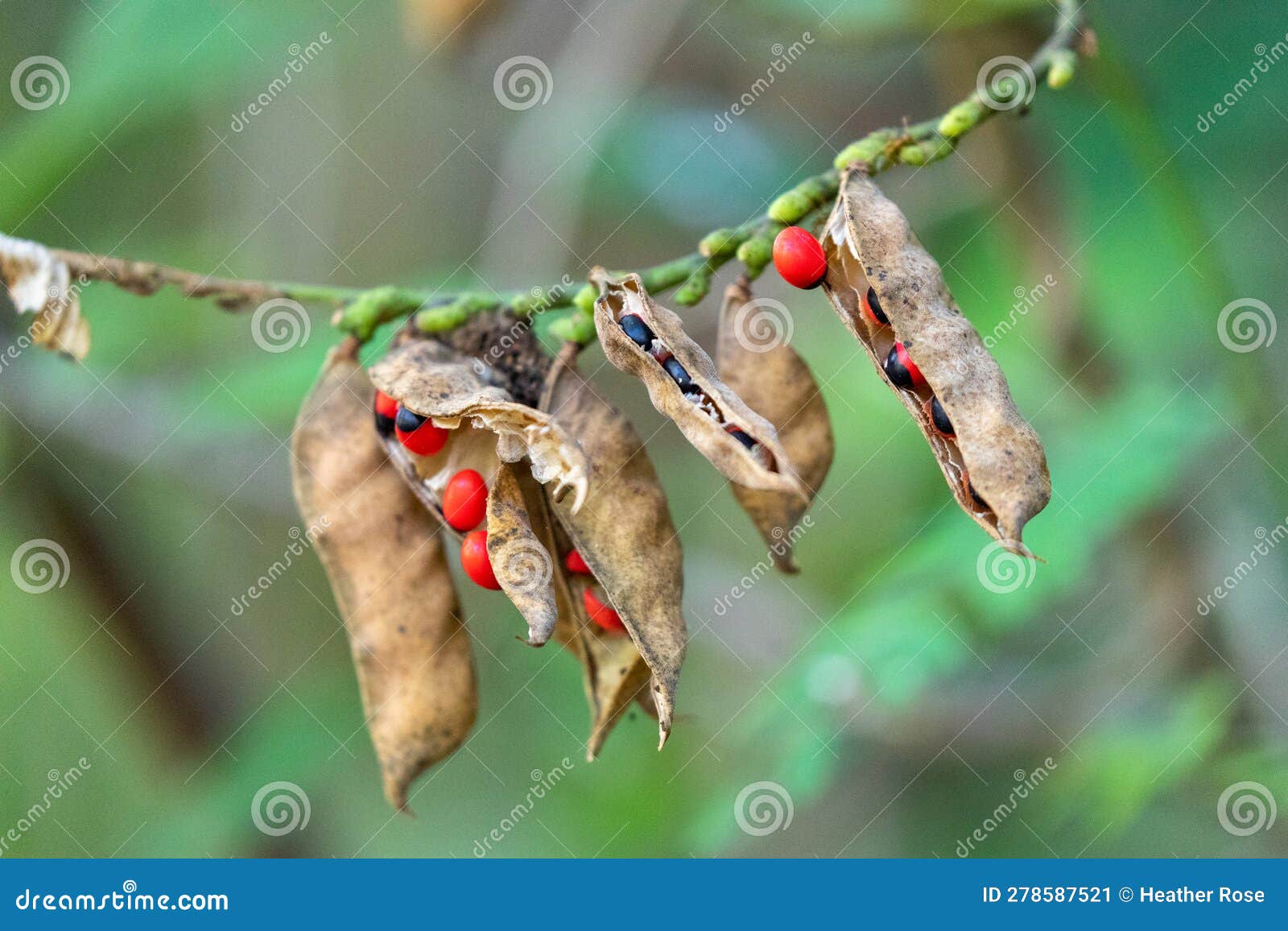 Abrus Precatorius Plant or Abrin Plant Stock Image - Image of ...
