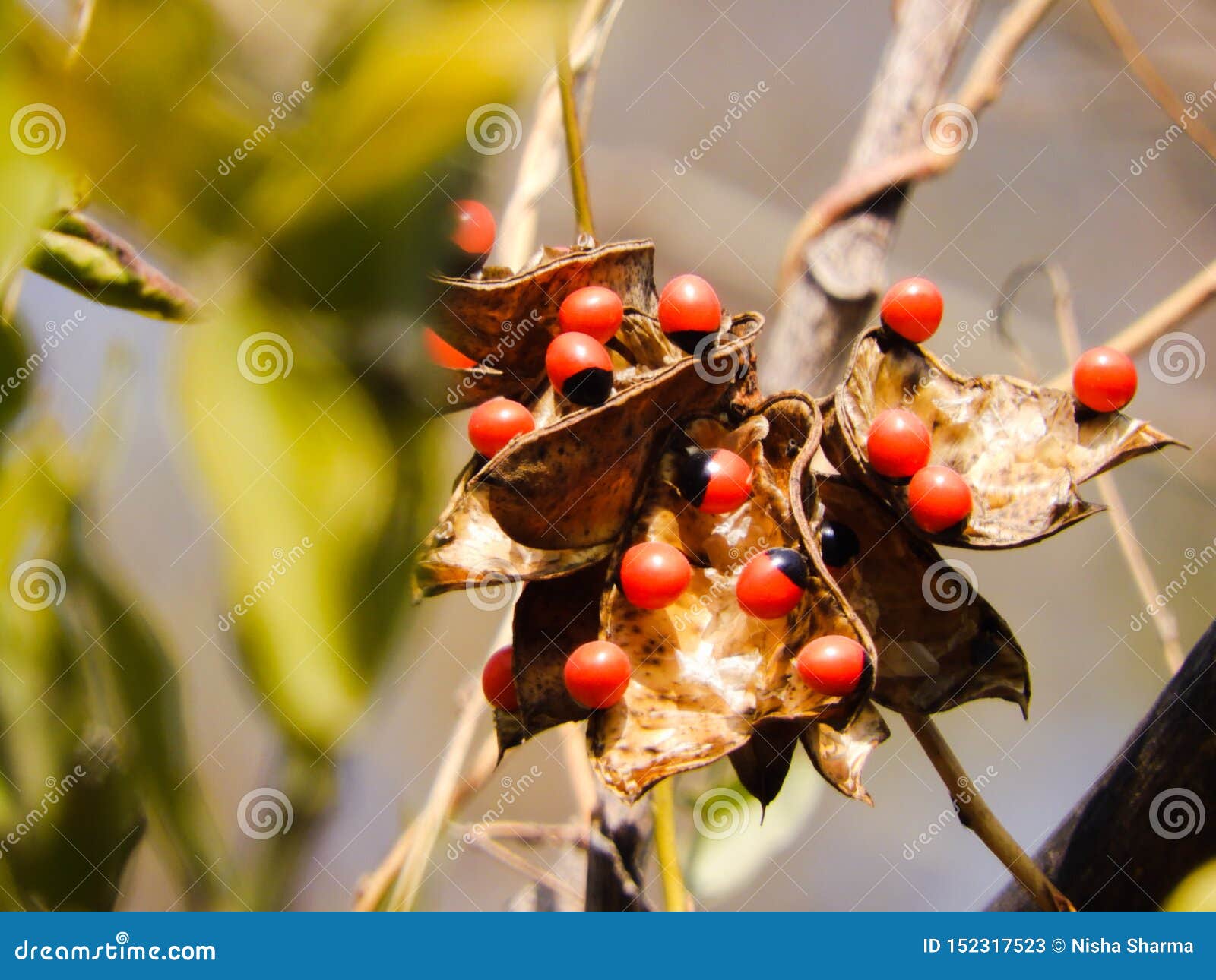 Abrus Precatorius Nature Background Stock Photography | CartoonDealer ...