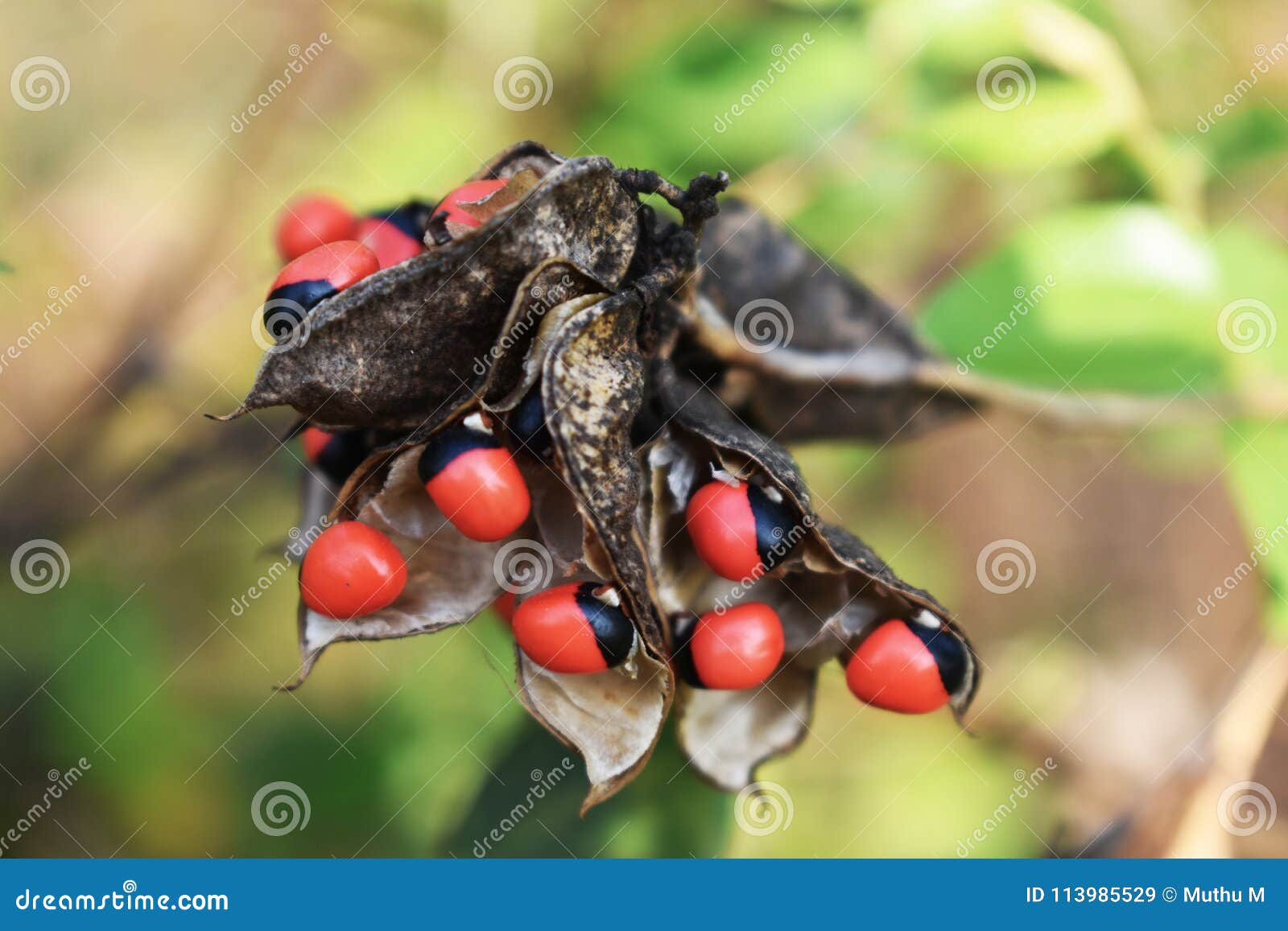 Abrus Precatorius Seeds Background Stock Image - Image of mani, abrin ...