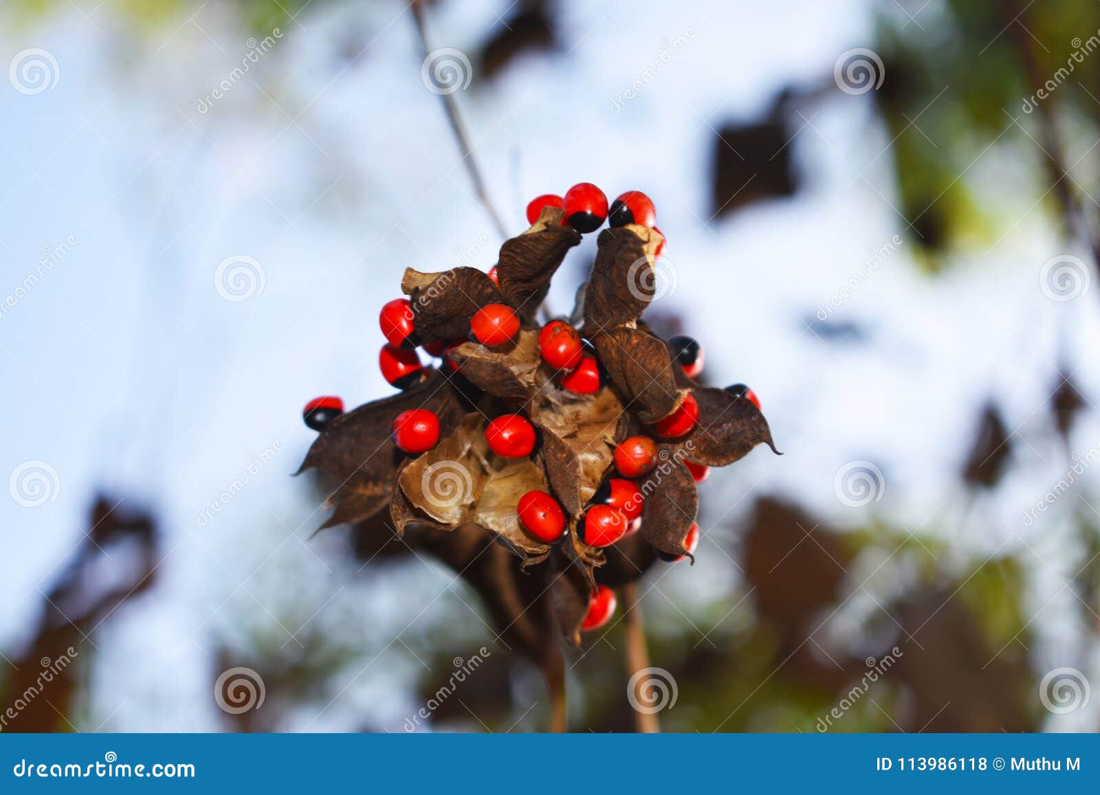 Abrus Precatorius, Commonly Known As Jequirity Bean Or Rosary Pea, Is A ...