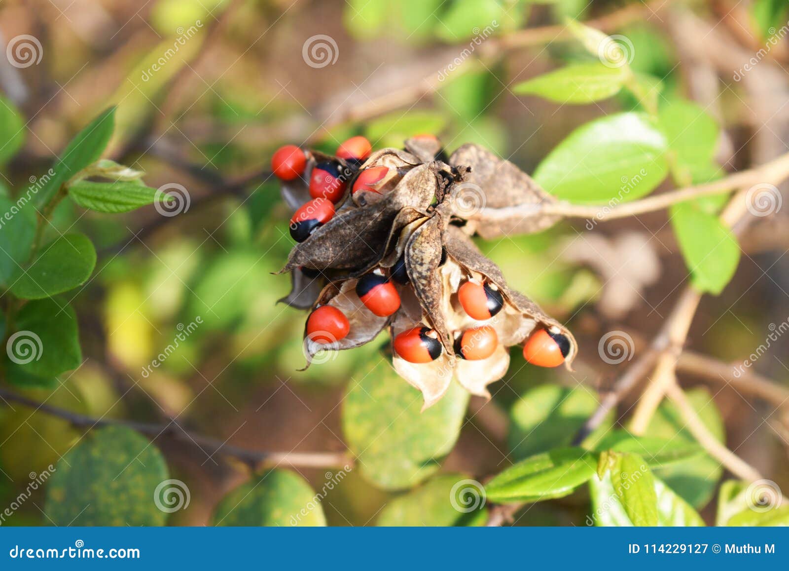 Abrus Precatorius Siembra El Fondo Imagen de archivo - Imagen de ...