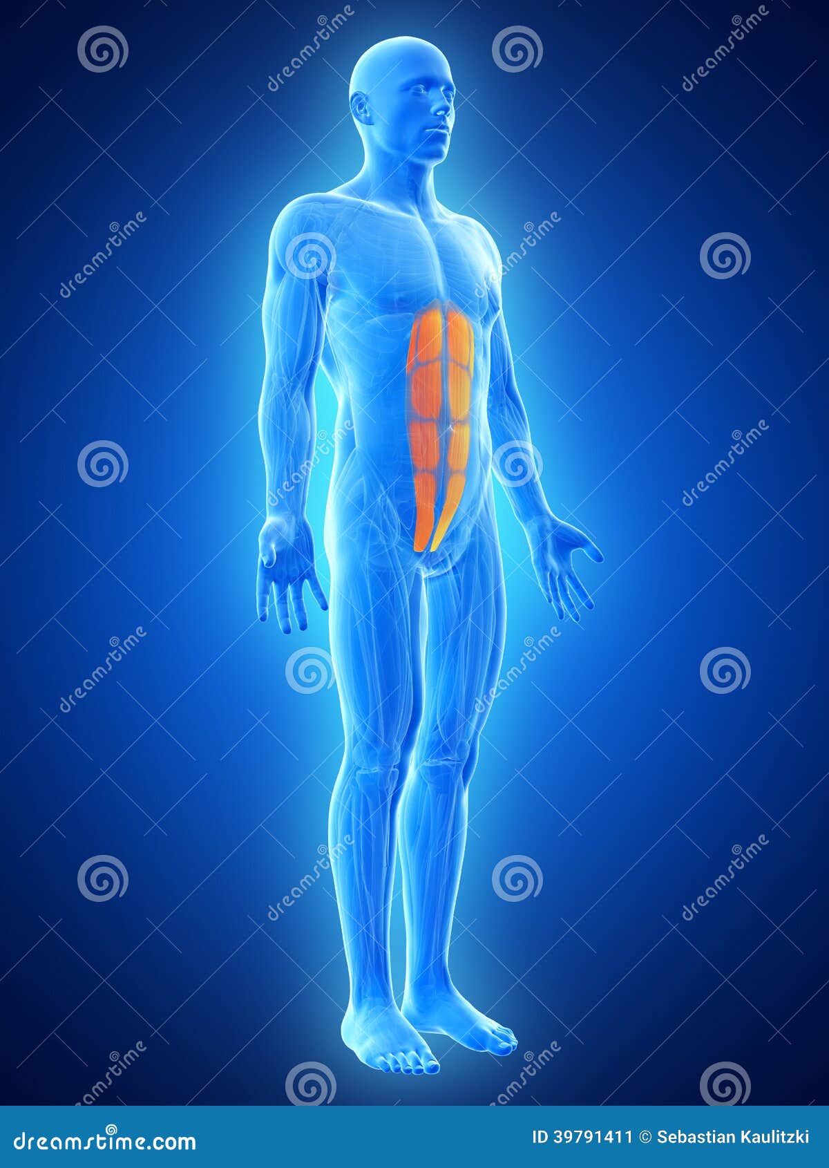 The abs muscles stock illustration. Illustration of human - 39791411