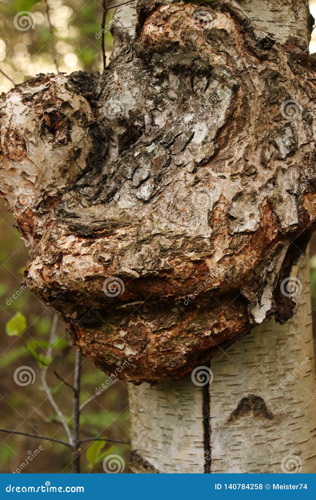 Abscess on a Stem of a Birch Tree Stock Photo - Image of abscess, looks ...