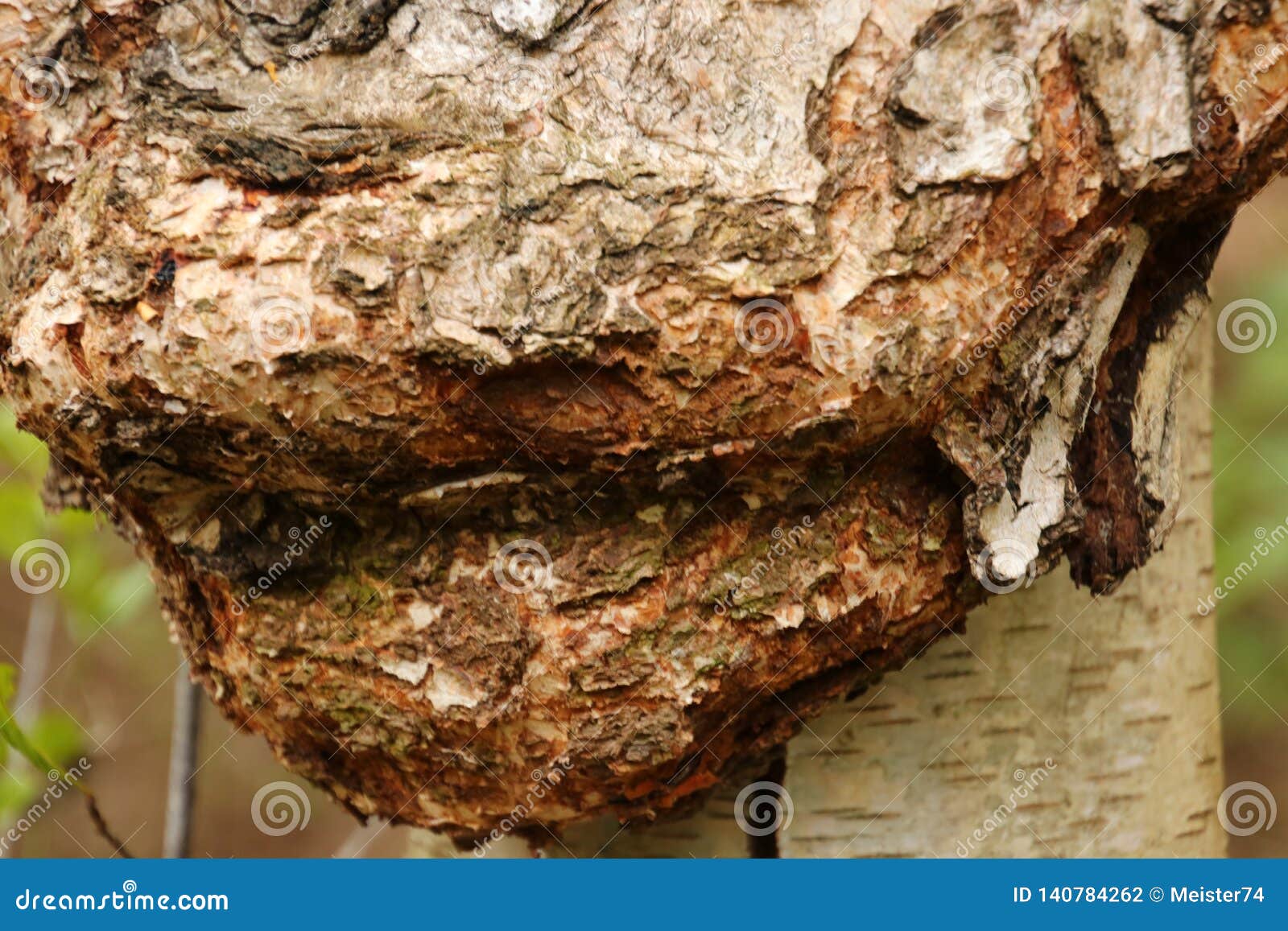 Abscess on a Stem of a Birch Tree Stock Photo - Image of abscess, face ...