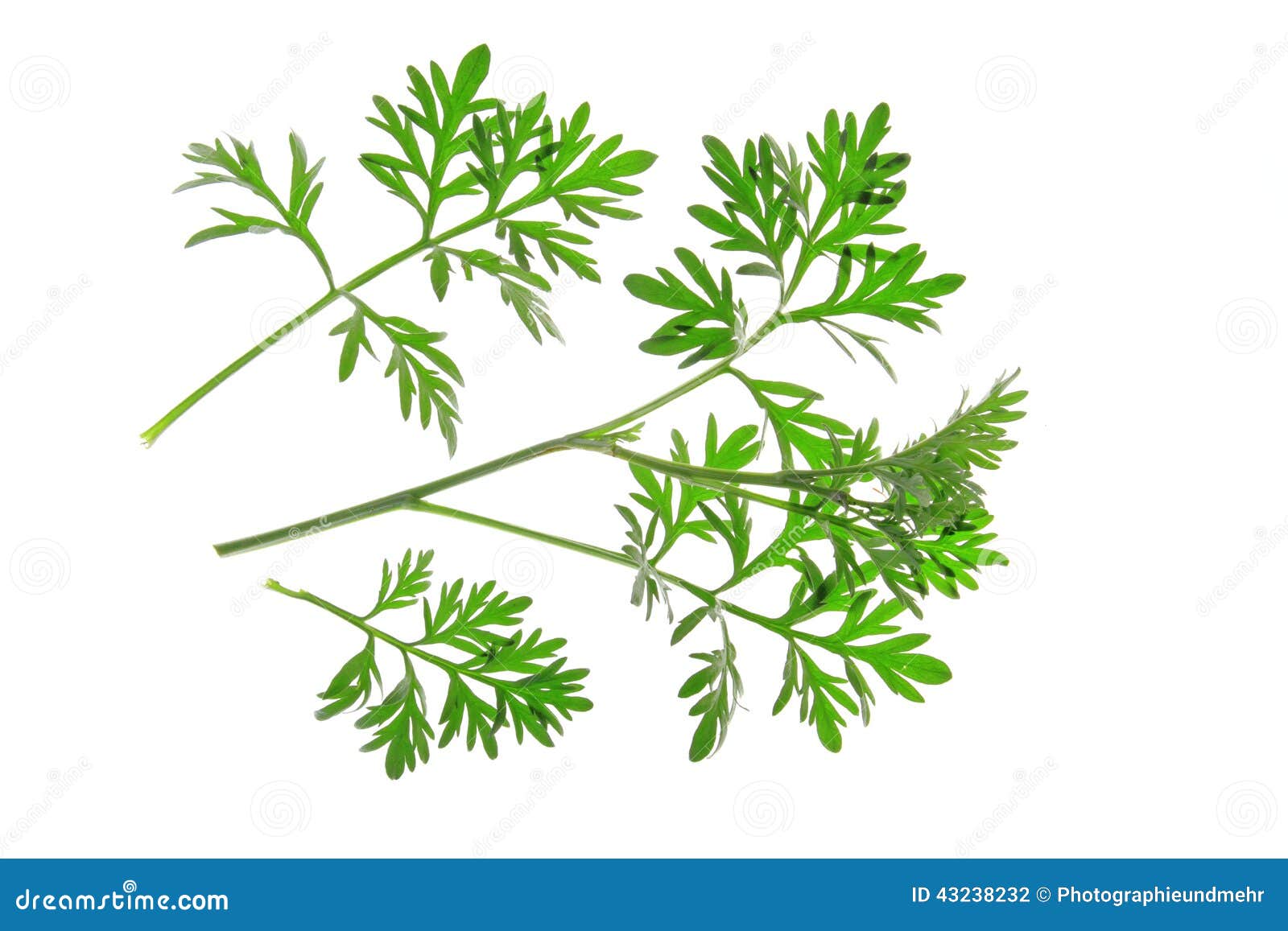 Absinthe (absinthe D'armoise) Photo stock - Image du ornemental, espace ...