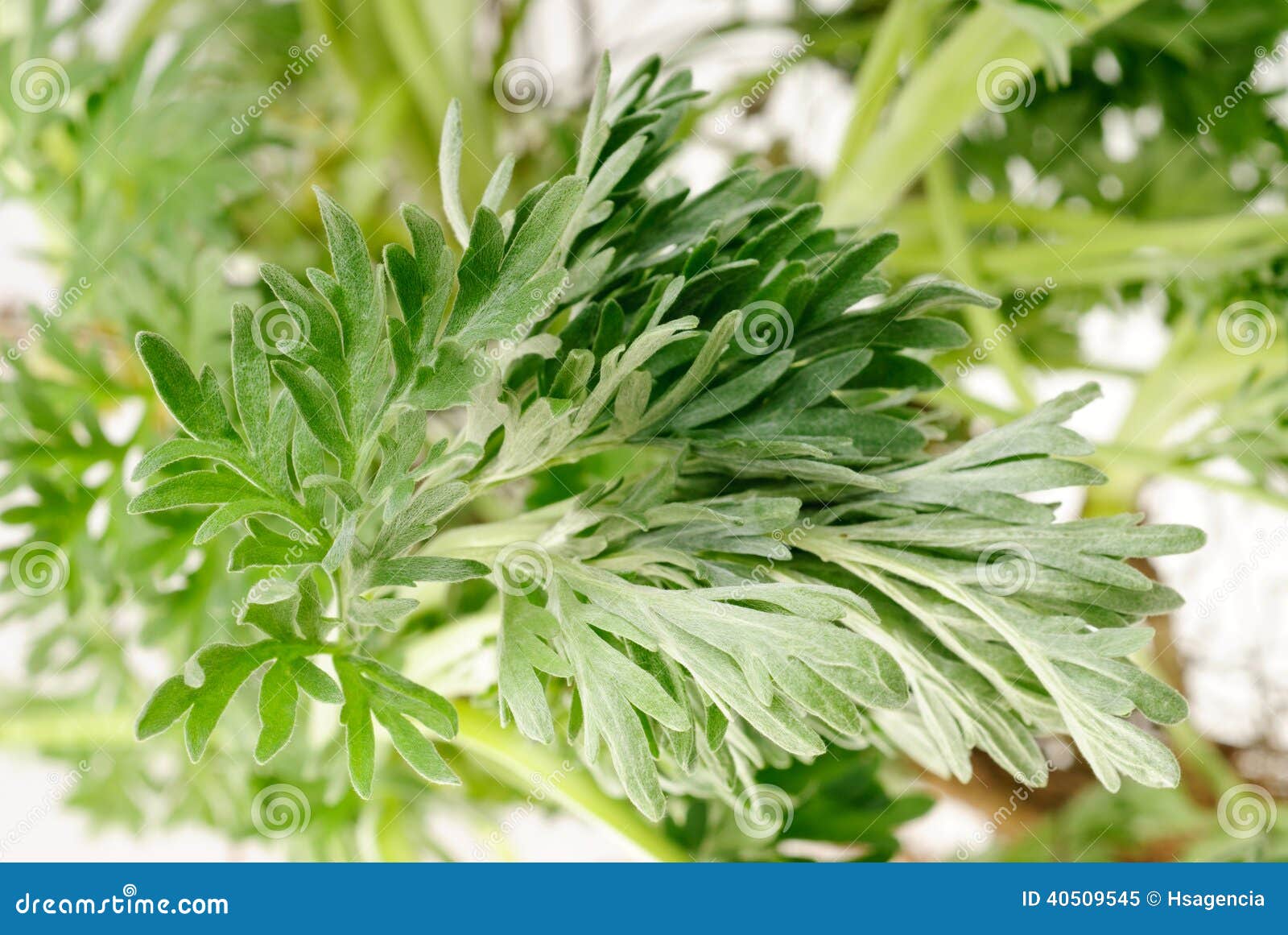 Absinthe (absinthe L D'armoise ) Image stock - Image du sain, artemis ...