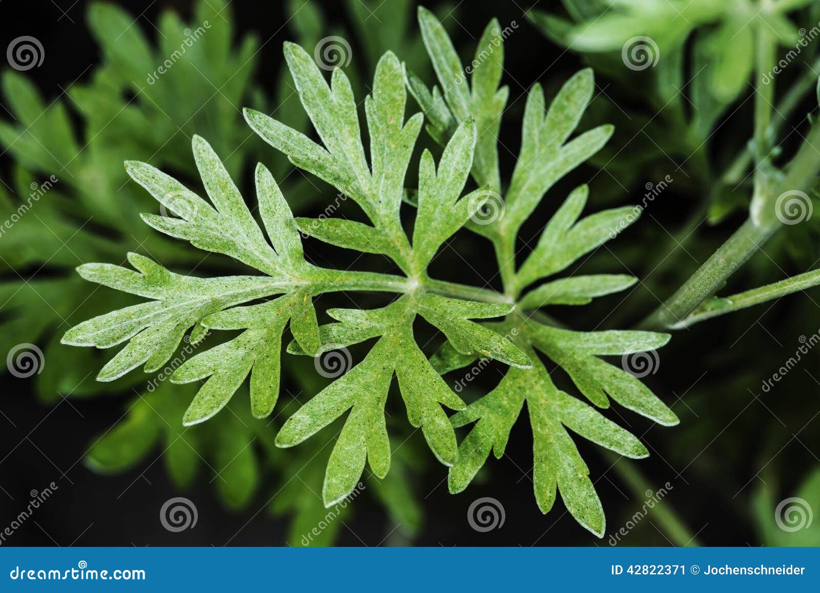 Absinthe D'absinthe, Absinthum D'Artemisisa Image stock - Image du ...