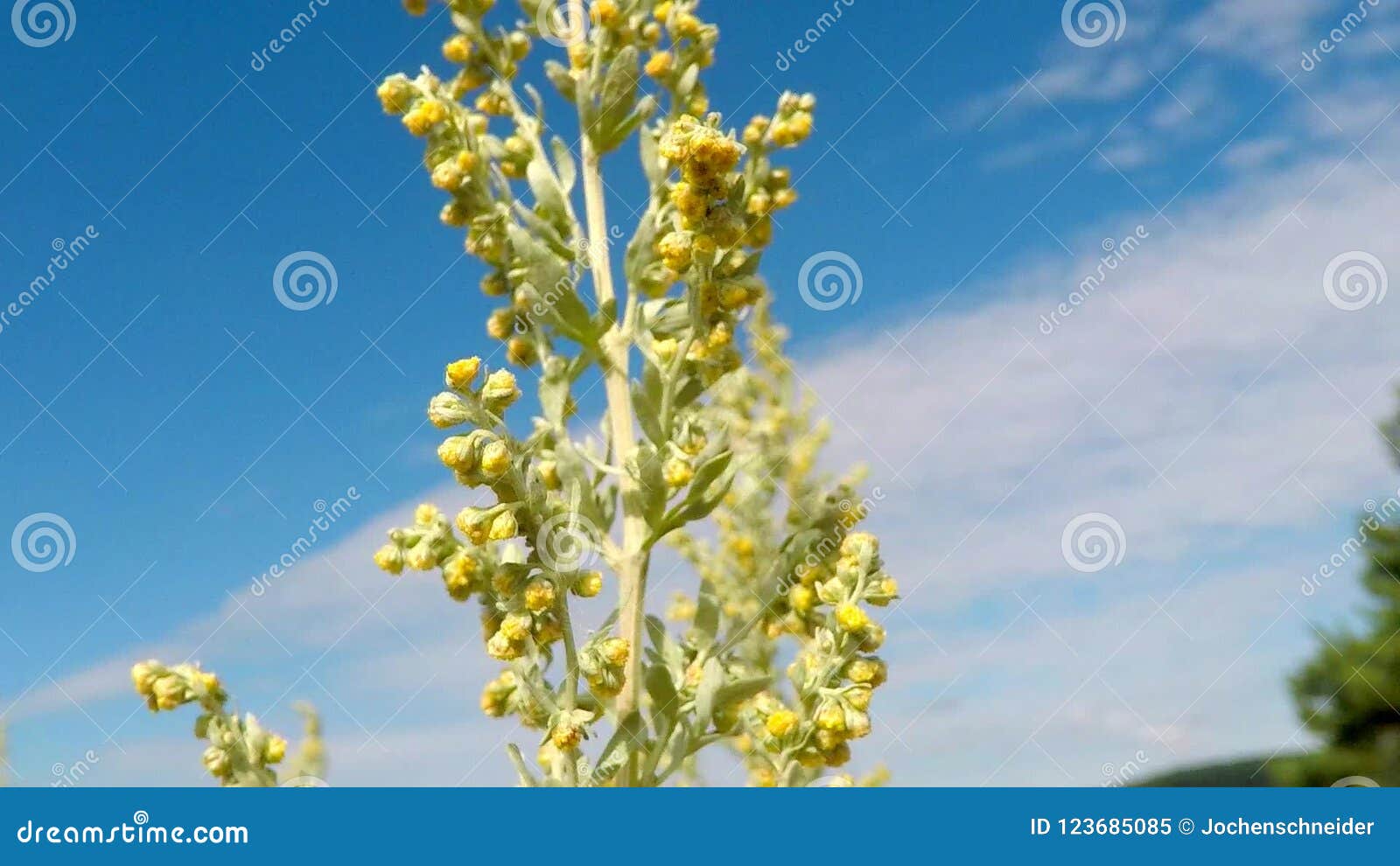 Absinthe, herbs in Germany stock video. Video of cure - 123685085