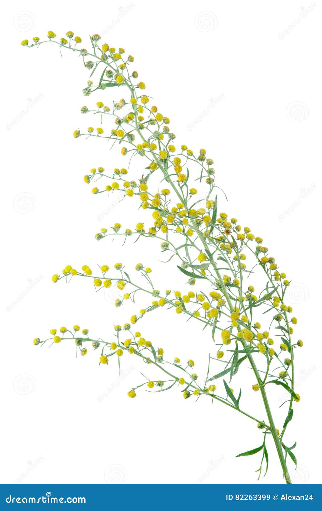 Absinthium Artemisia Absinthium Stock Image - Image of flower, medicine ...