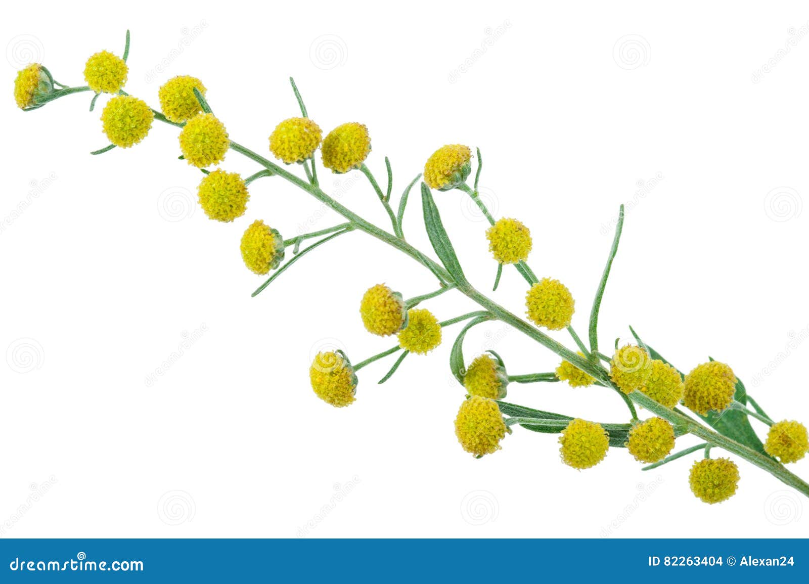 Absinthium Artemisia Absinthium Stock Photo - Image of closeup ...