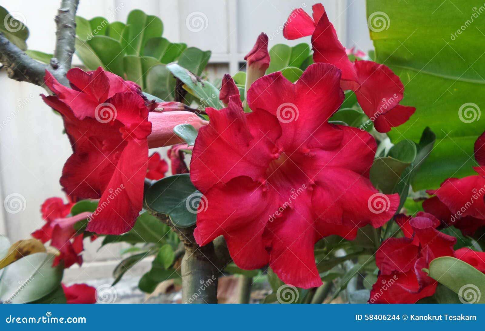 Absolute red Desert Rose stock photo. Image of garden - 58406244