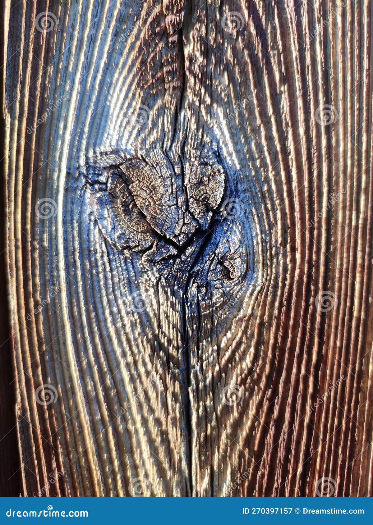 Absolutely Real Timber Bark Cross Section View Stock Image - Image of ...