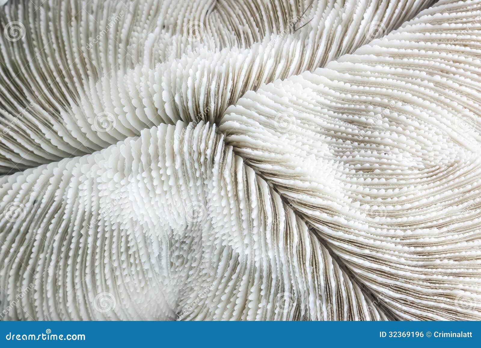 Abstarct Pattern of Dead Coral Stock Photo - Image of nature, pattern ...