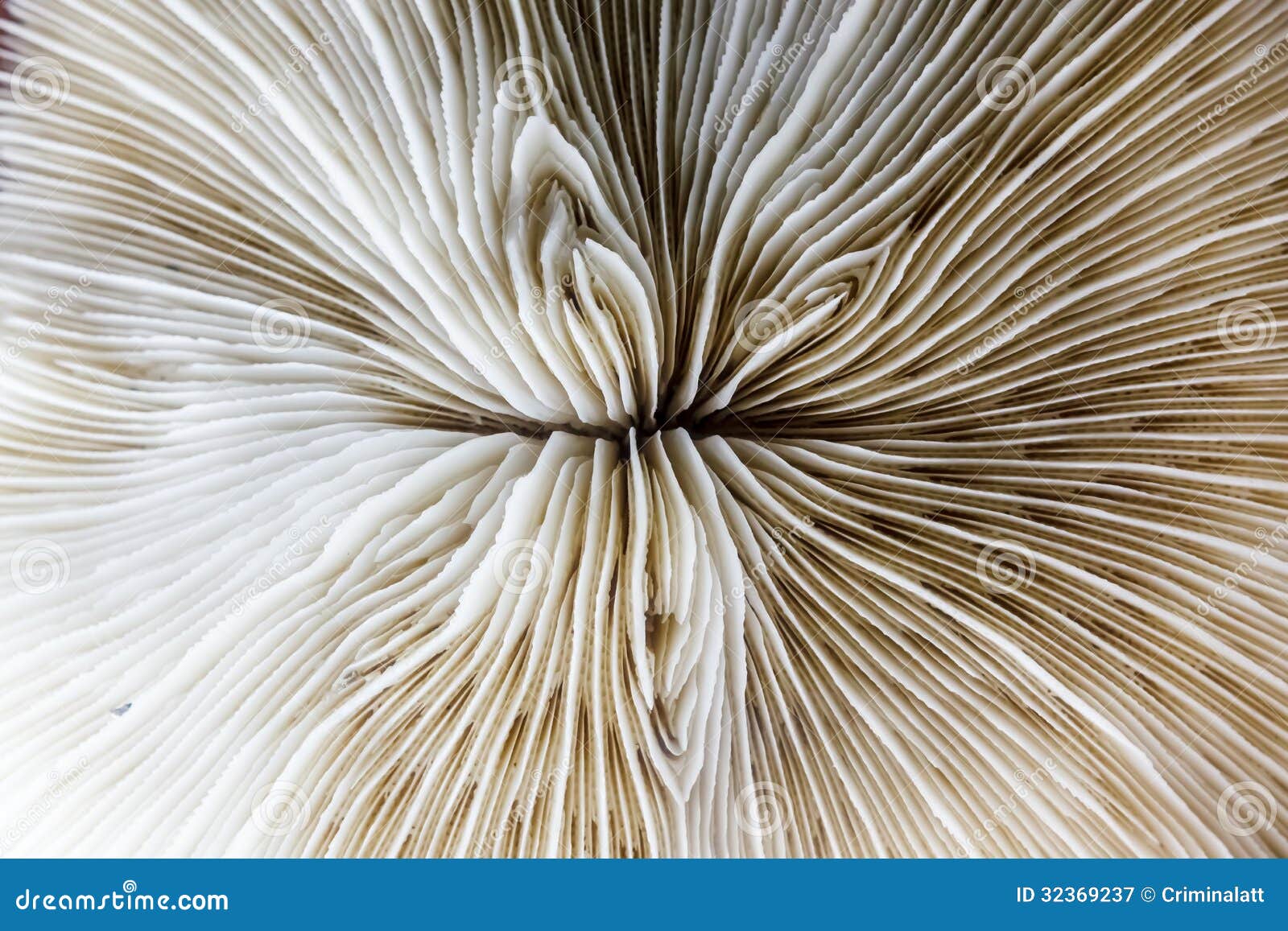 Abstarct Pattern of Dead Coral Stock Image - Image of object, beauty ...