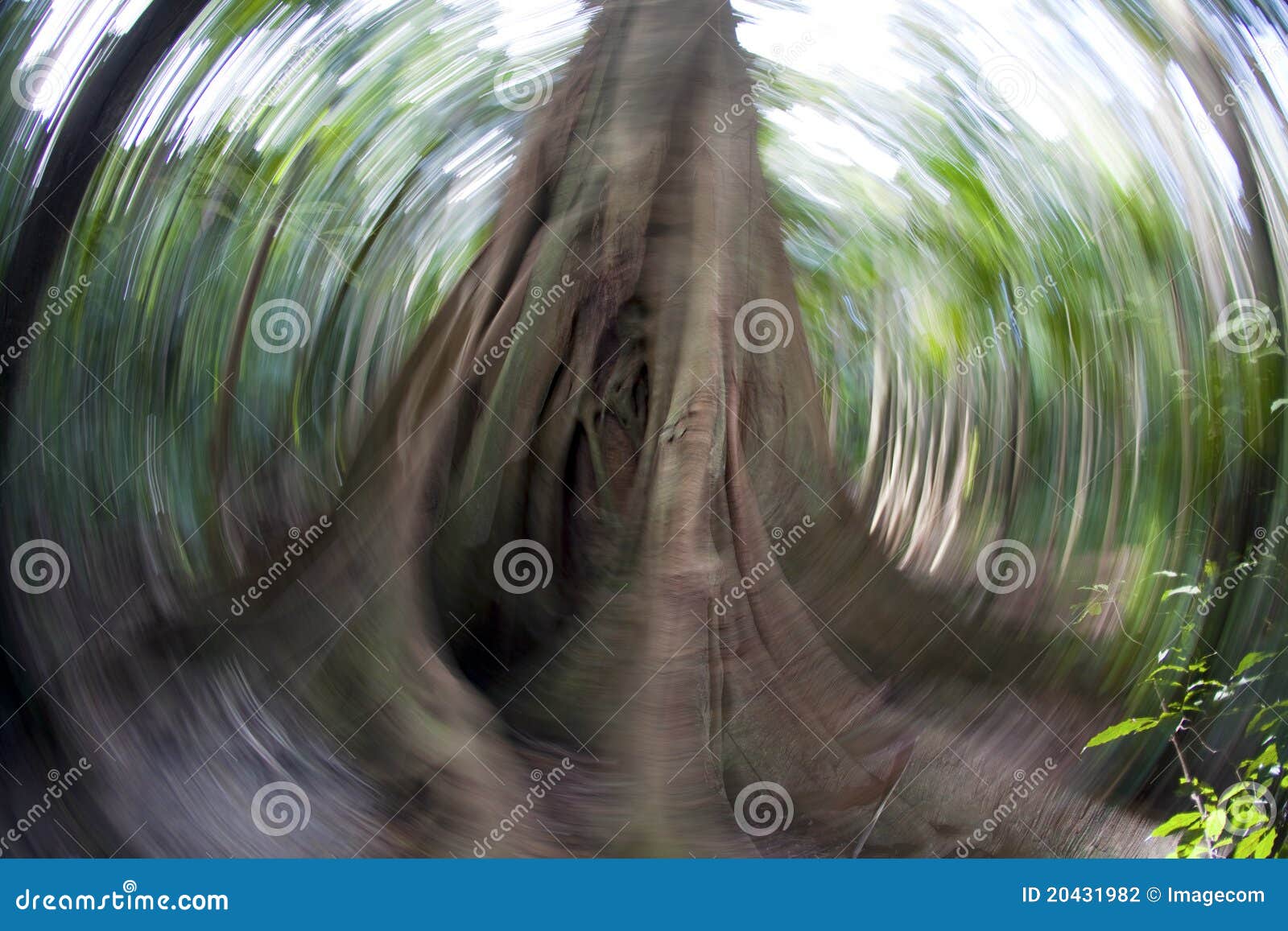 26,137 Rainforest Abstract Stock Photos - Free & Royalty-Free Stock ...