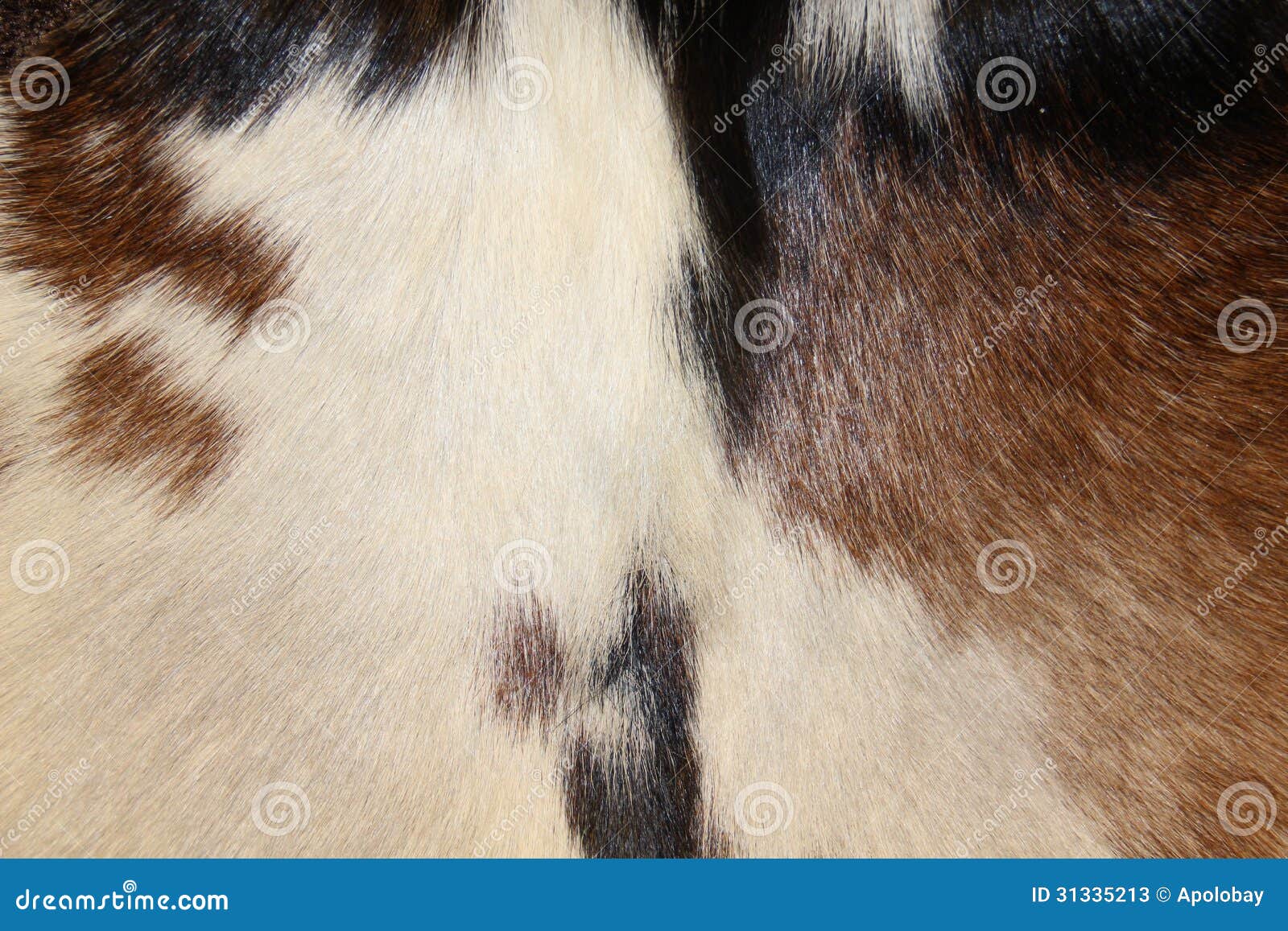 Abstract Animal Fur Texture Stock Image - Image of backdrop, hairy ...