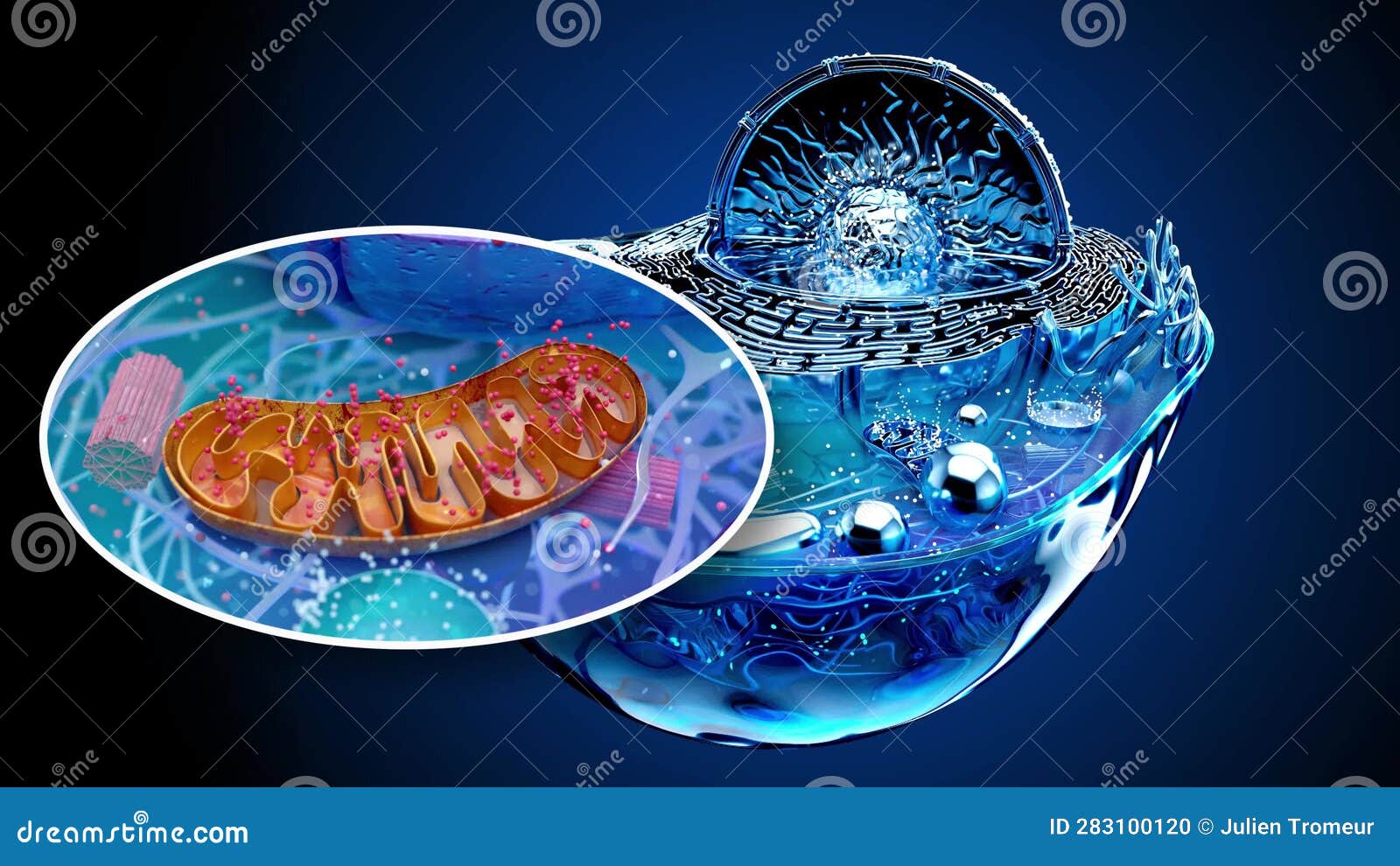 Abstract Animation of the Biological Cell and the Mitochondria Stock ...