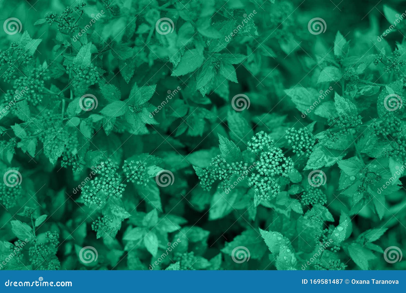 Abstract Aqua Menthe Color or Turquoise. Grass in Dew Drops . Color ...